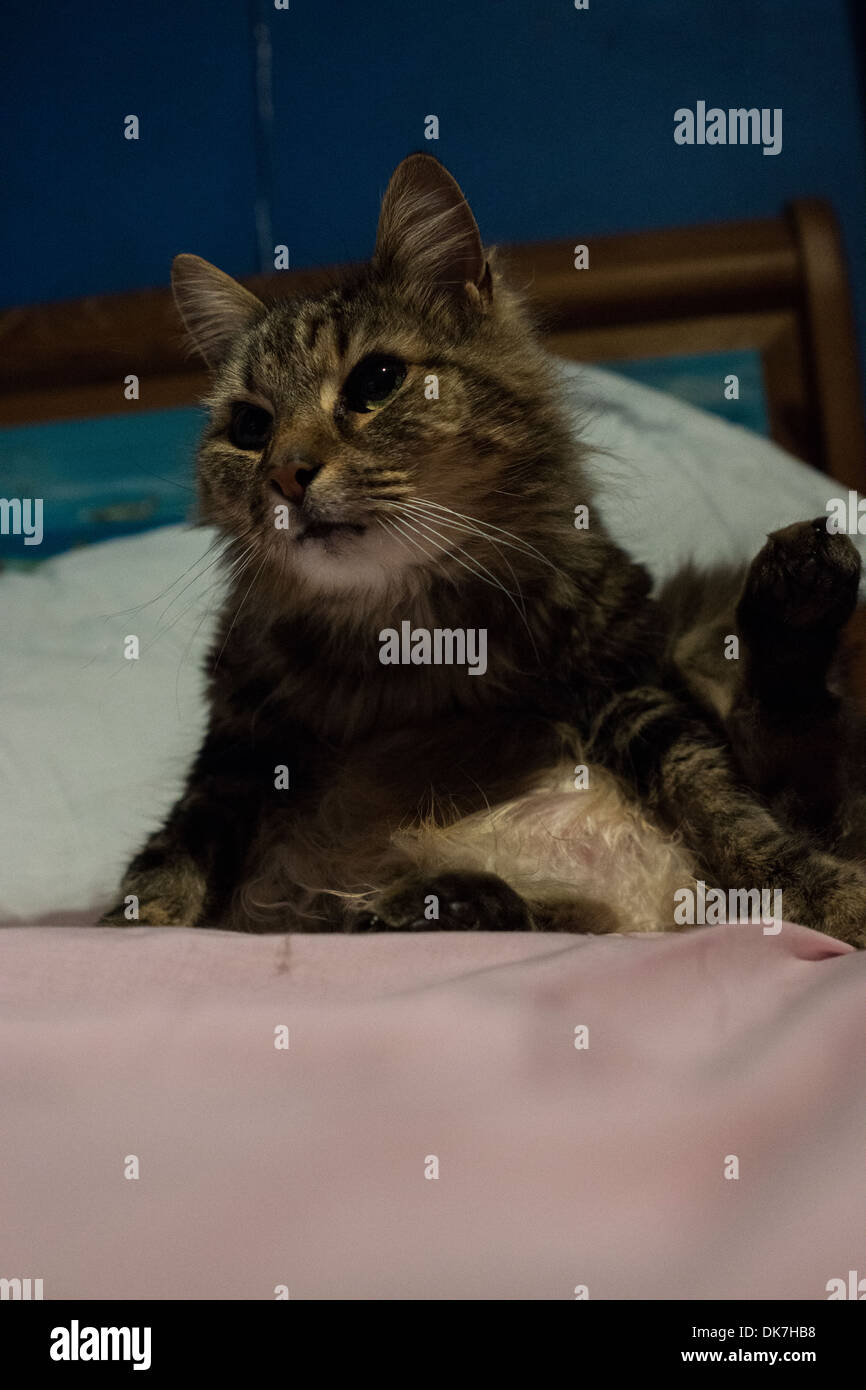 cat scratching chest hair laying face pink nose Stock Photo - Alamy