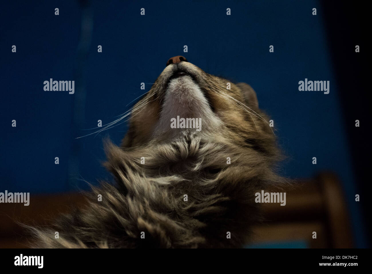 cat scratching chest hair laying face pink nose Stock Photo - Alamy