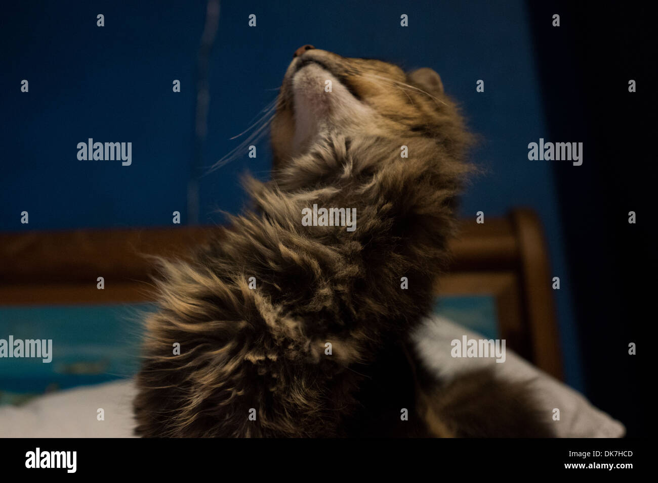 Chest hair hi-res stock photography and images - Alamy