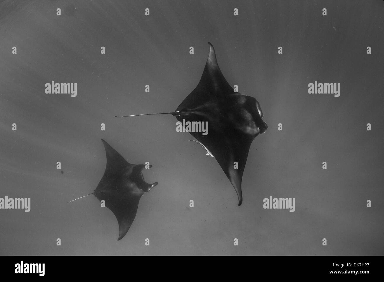 Sand beach maldives Black and White Stock Photos & Images - Alamy