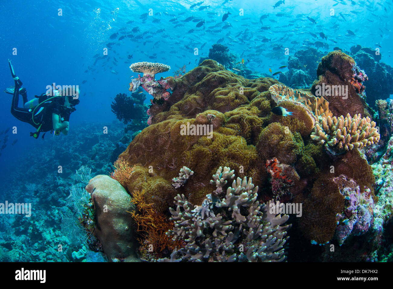 Sick corals hi-res stock photography and images - Alamy