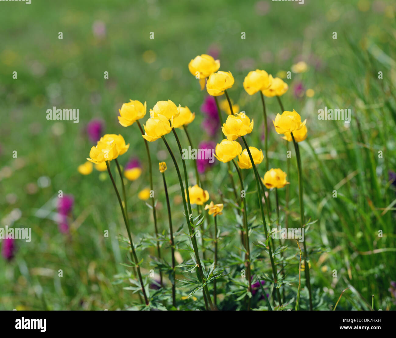 Troll bloom hi-res stock photography and images - Alamy
