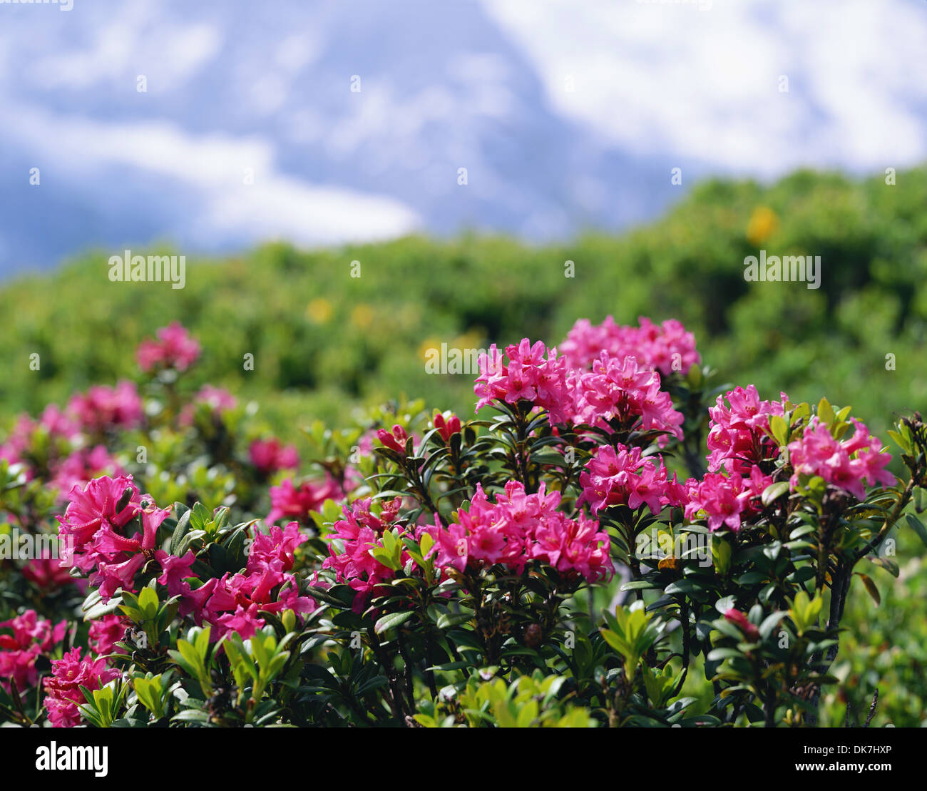 Alpenrose flowers hi-res stock photography and images - Alamy