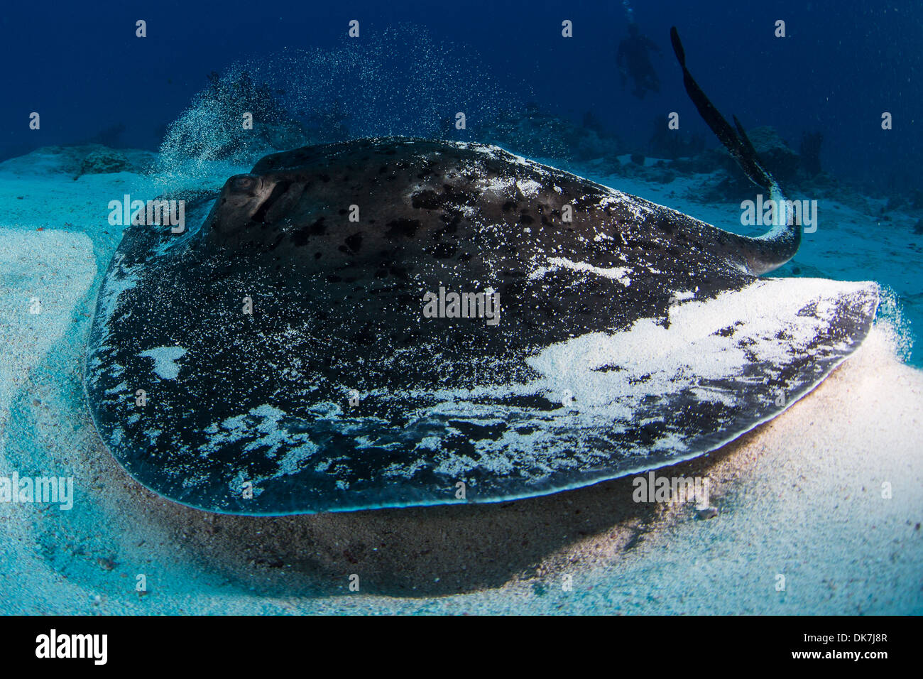 Stingray tail hi-res stock photography and images - Alamy