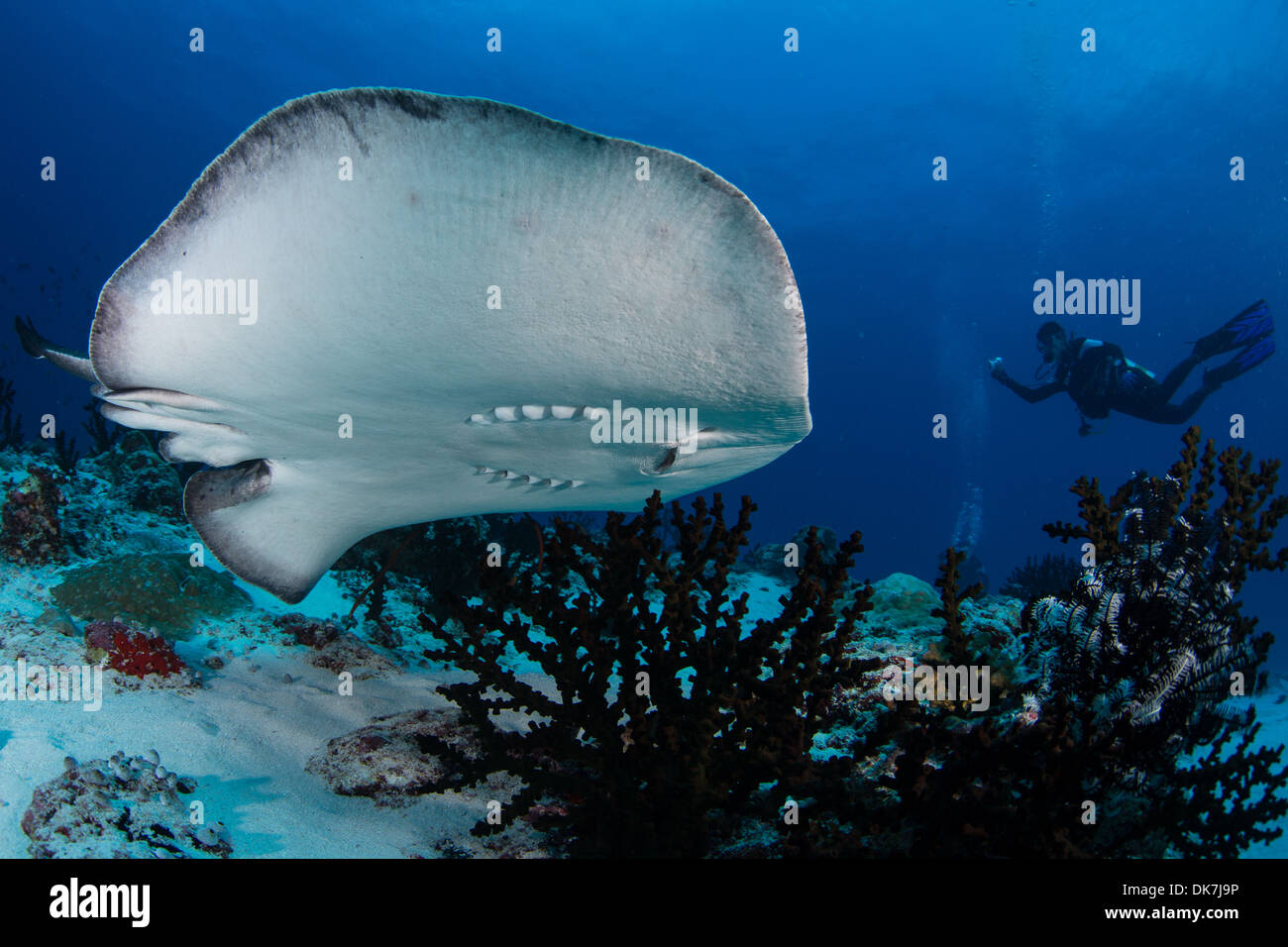 Diver and stingray hi-res stock photography and images - Alamy