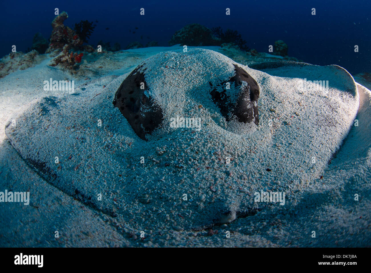 Danger stingray nose touch hi-res stock photography and images - Alamy