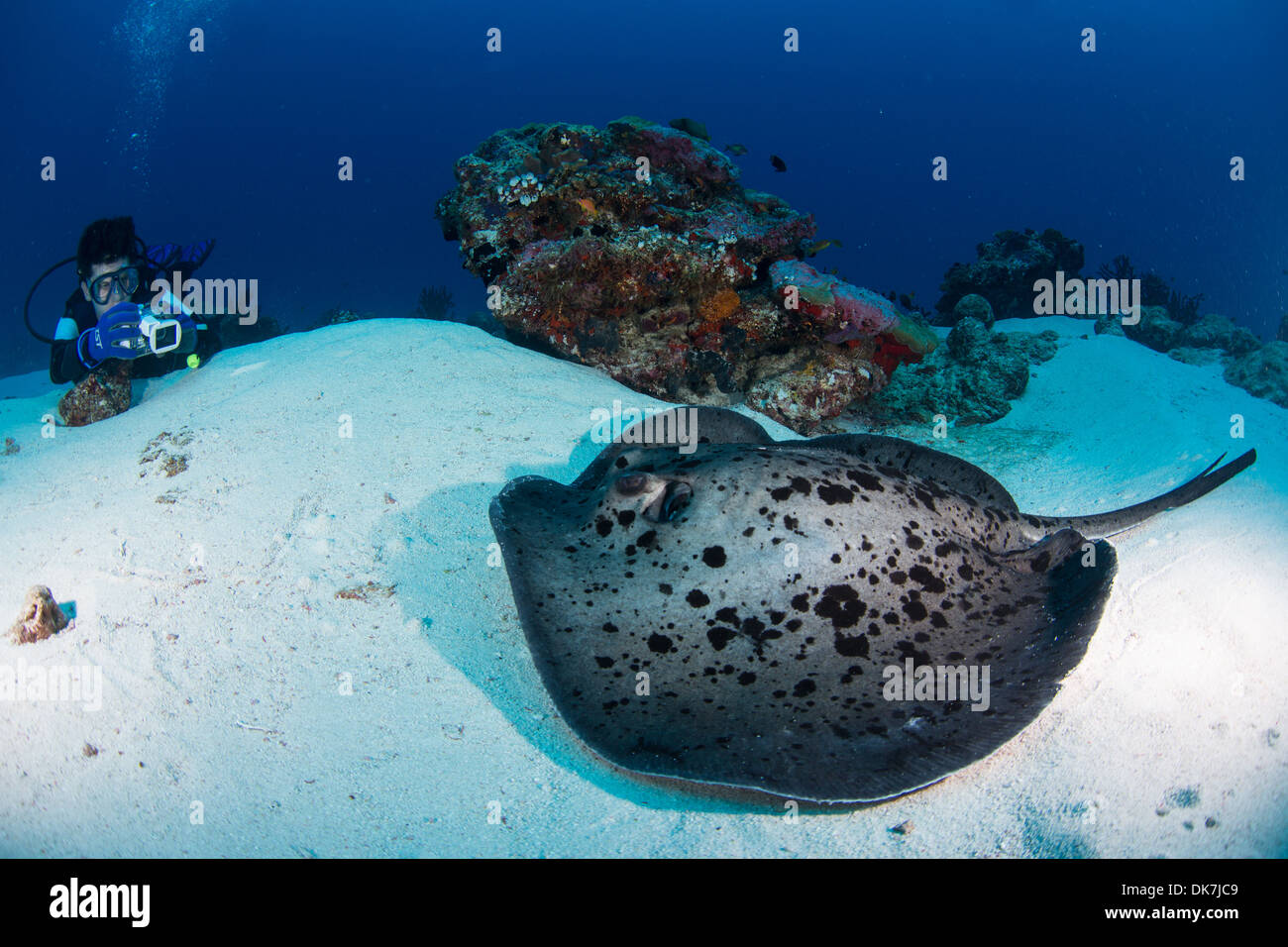 Stingray hi-res stock photography and images - Alamy