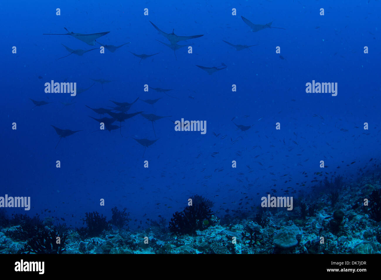 School of eagle rays Stock Photo - Alamy