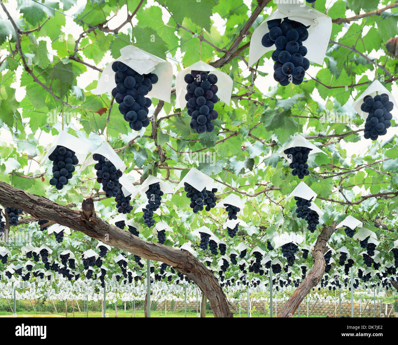 Yamanashi grapes hi-res stock photography and images - Alamy