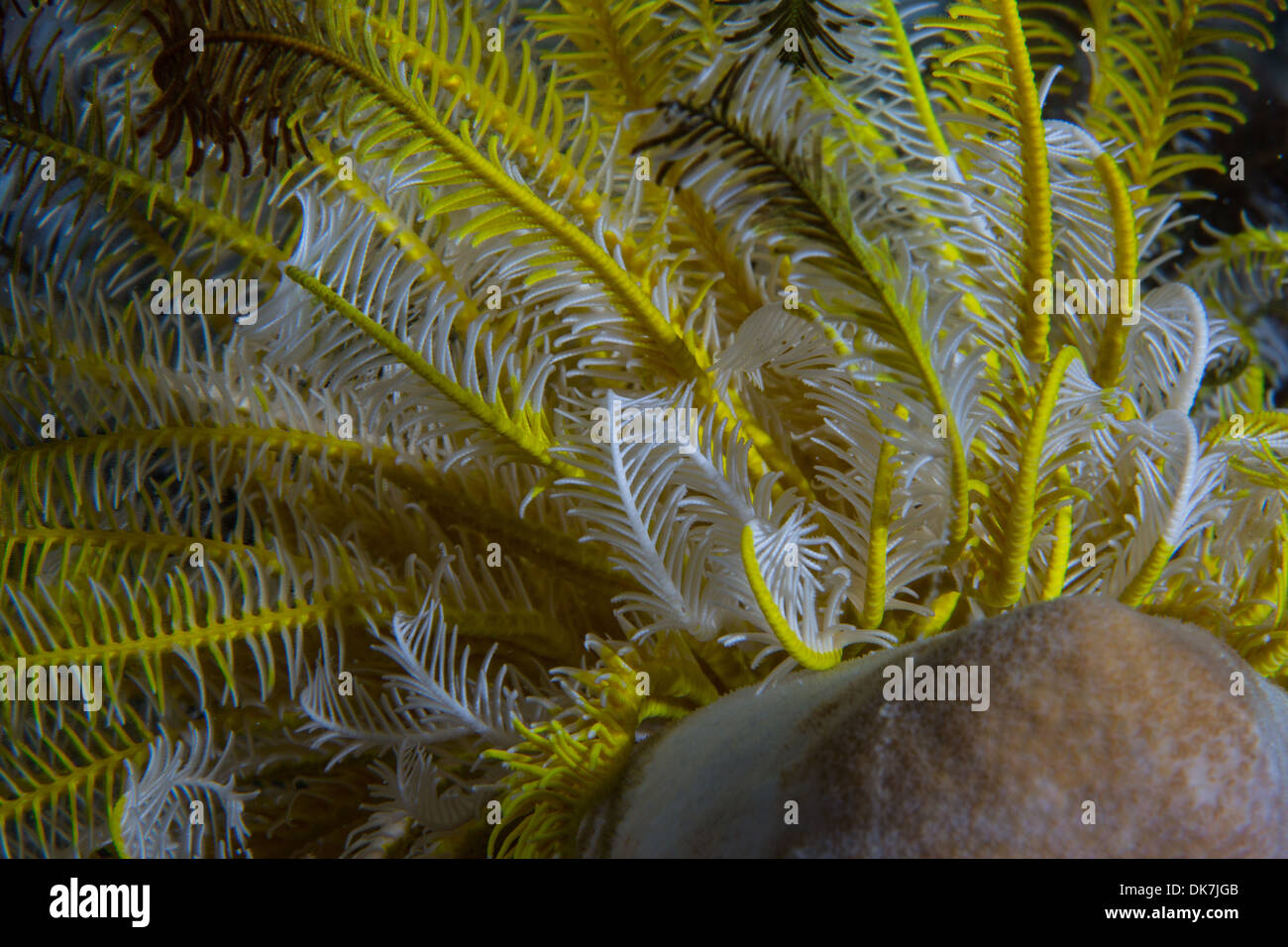 Star fish and sea turtles hi-res stock photography and images - Alamy