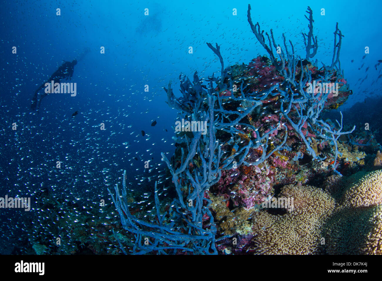 Reefs in the Maldives Stock Photo - Alamy