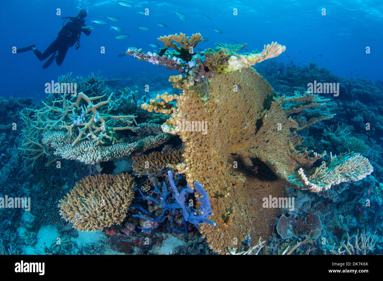 Reefs in the Maldives Stock Photo - Alamy