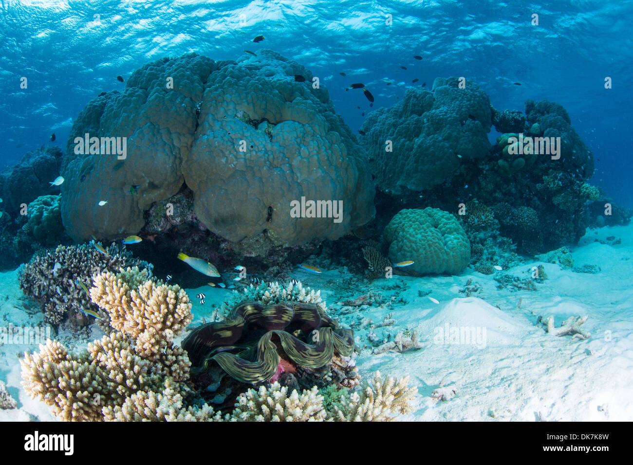 Reefs in the Maldives Stock Photo - Alamy