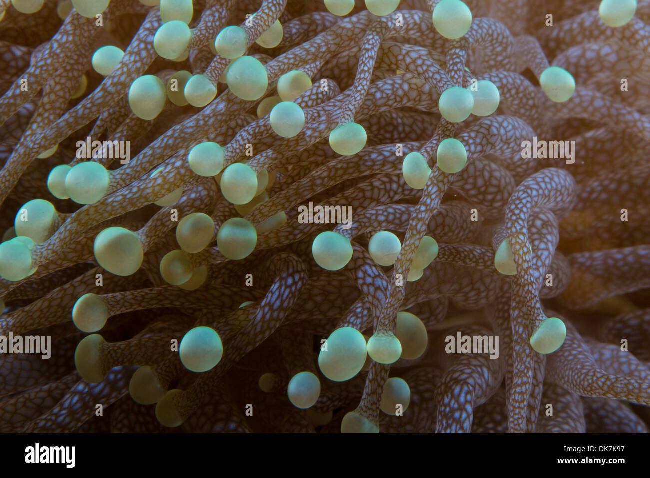 Coral full moon hi-res stock photography and images - Alamy