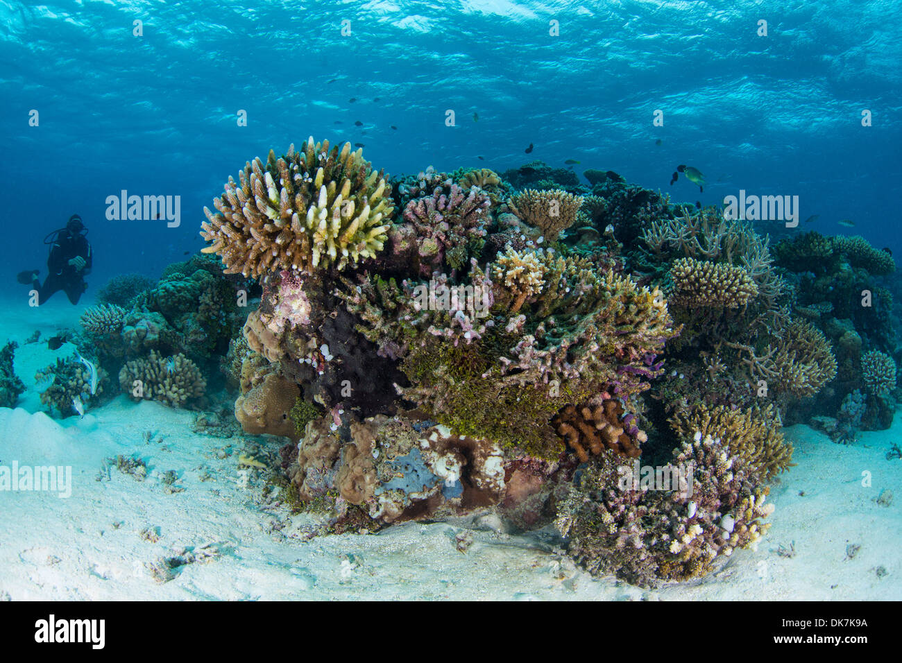 Reefs in the Maldives Stock Photo - Alamy