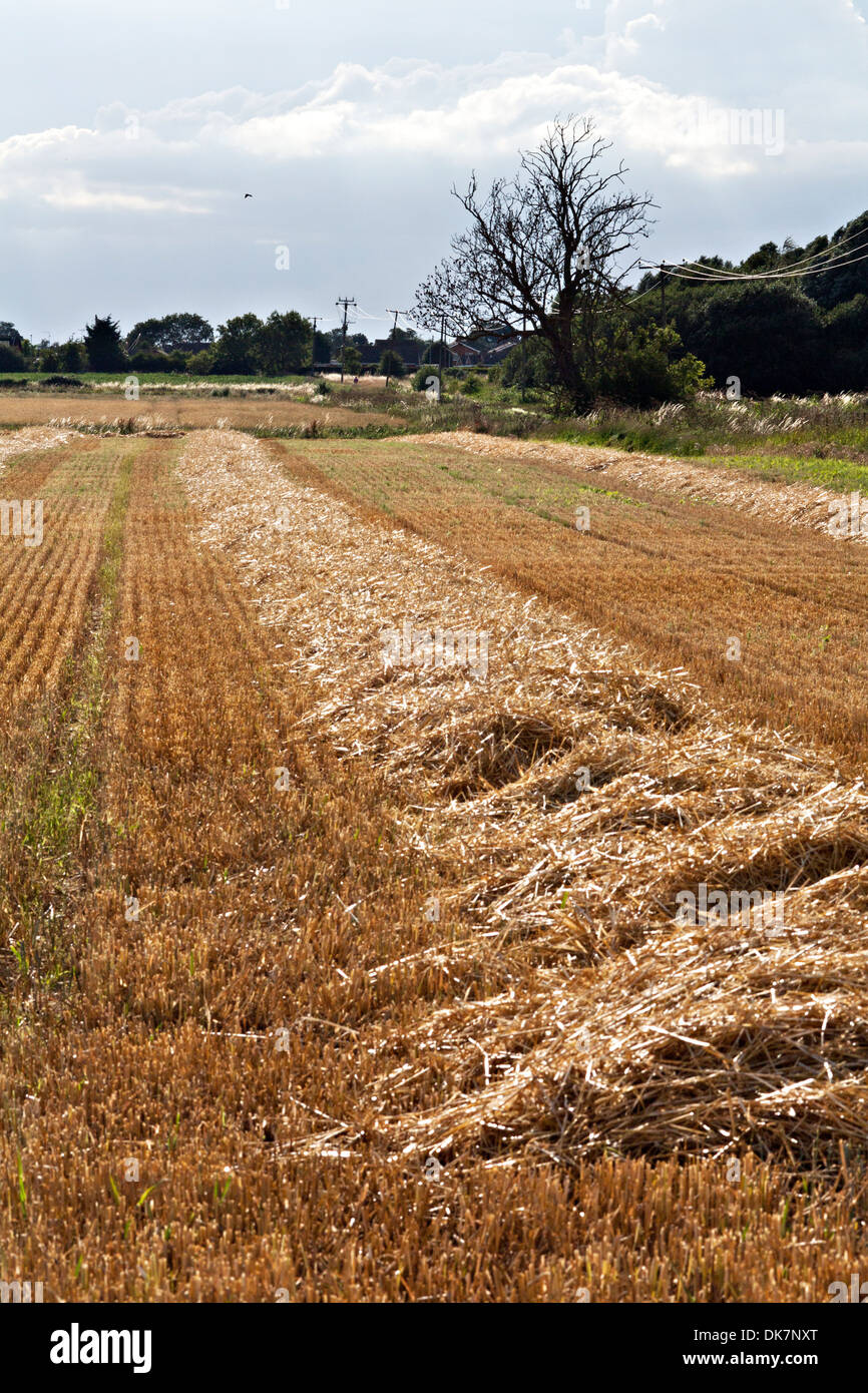line of straw across cut wheat field Stock Photo - Alamy