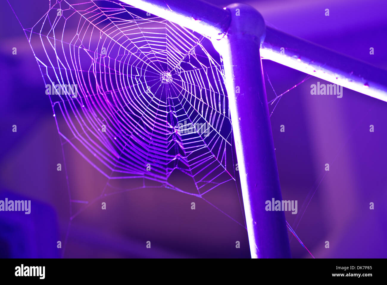 Spider web attached to white railing and lit by purple light Stock ...