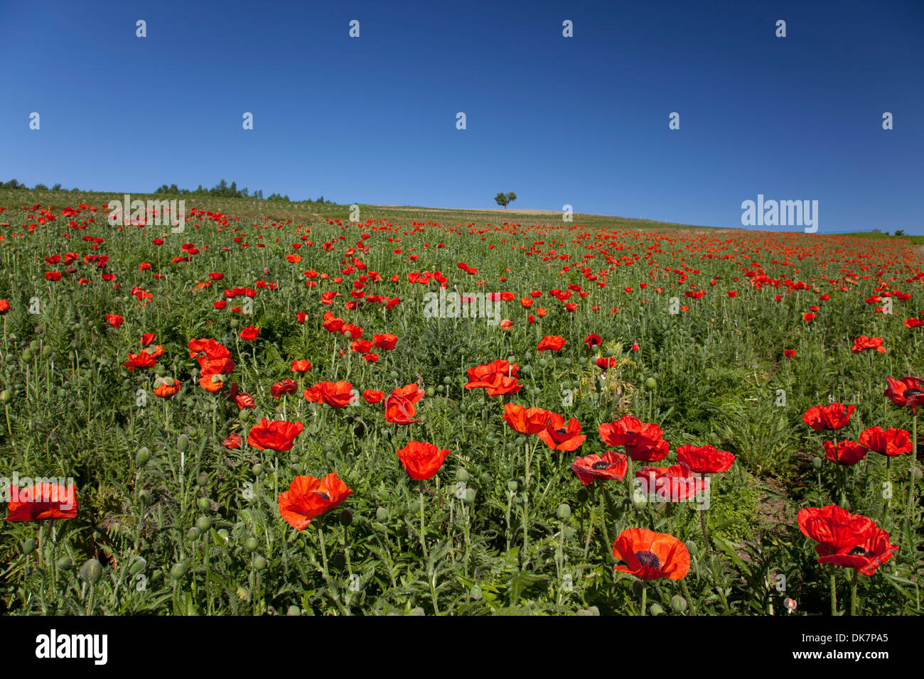 Flower field hi-res stock photography and images - Alamy