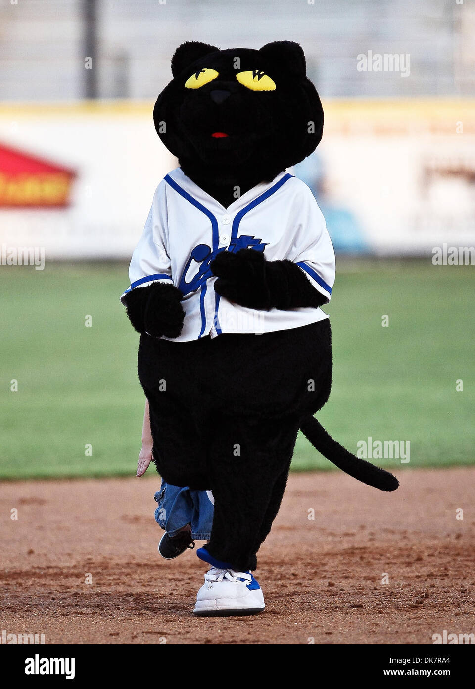June 28, 2011 - Fort Worth, Texas, U.S - Fort Worth Cats mascot, Dodger ...