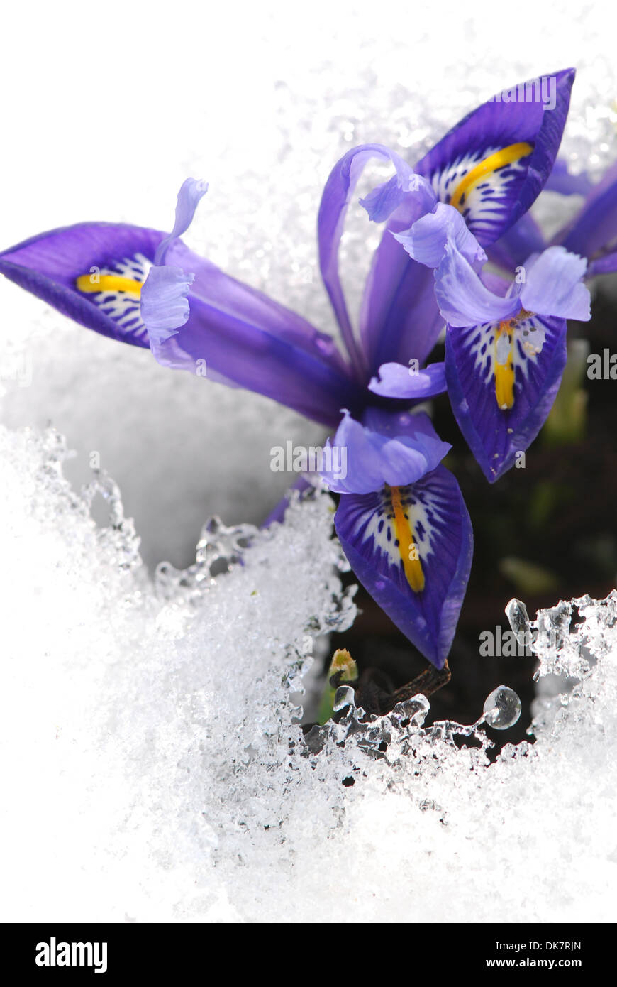 Iris floral hi-res stock photography and images - Alamy