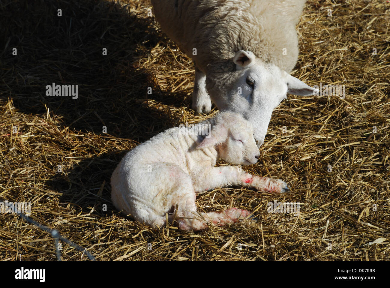 Newly born lamb hi-res stock photography and images - Alamy