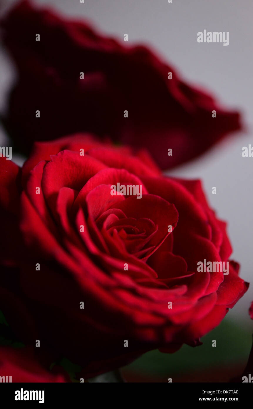 Closeup of one red rose against another Stock Photo - Alamy