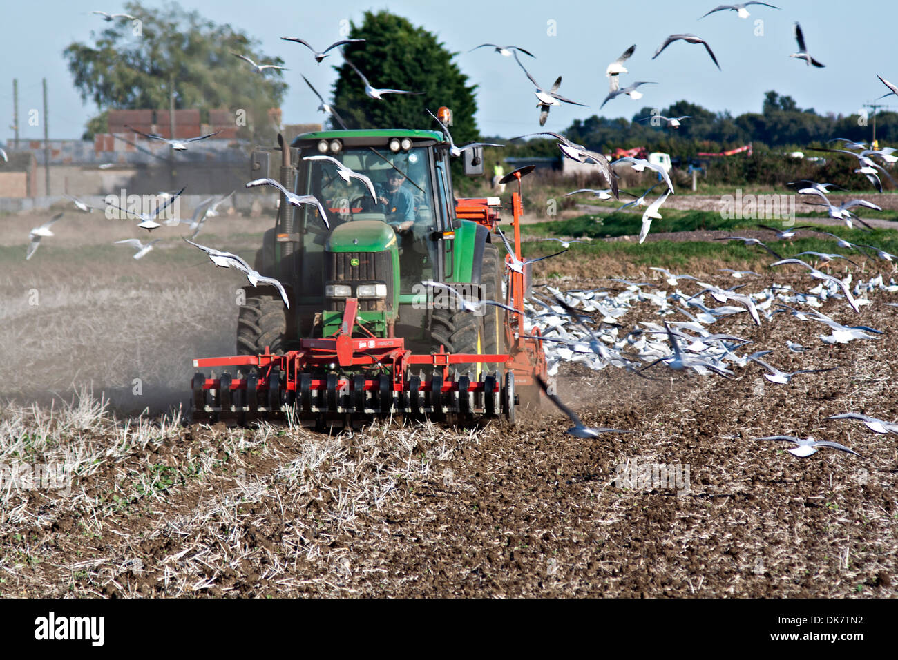 John Deere tractor harrowing field surrounded by flock of gulls Stock ...