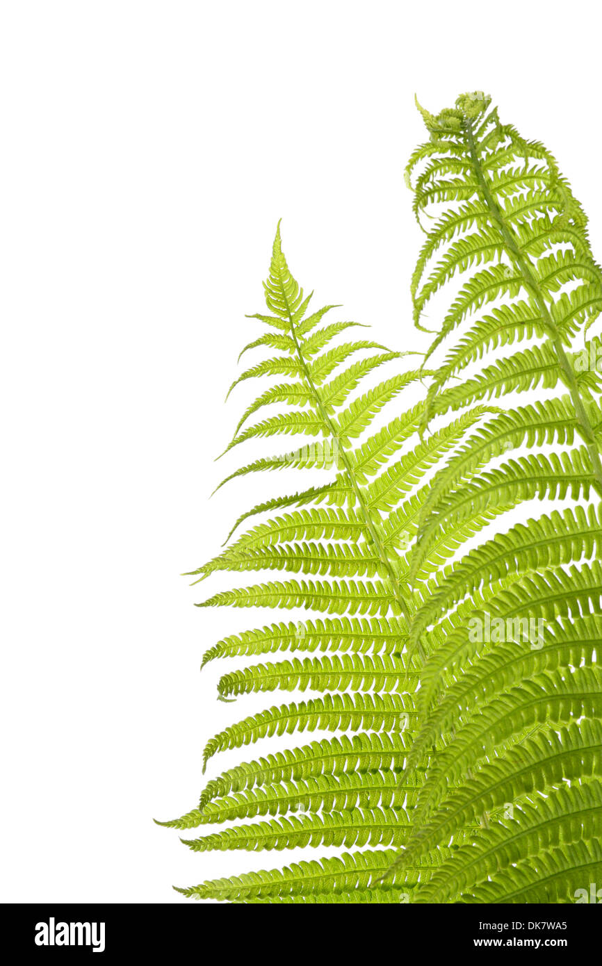 Garden fern isolated on white background Stock Photo - Alamy