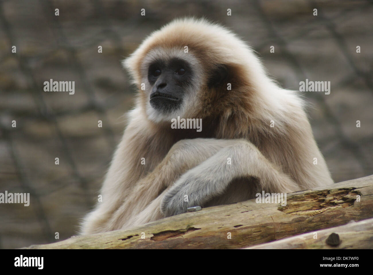 Zoo lar gibbon hi-res stock photography and images - Alamy