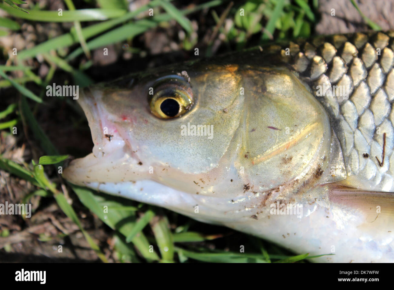 Chub fish hi-res stock photography and images - Alamy
