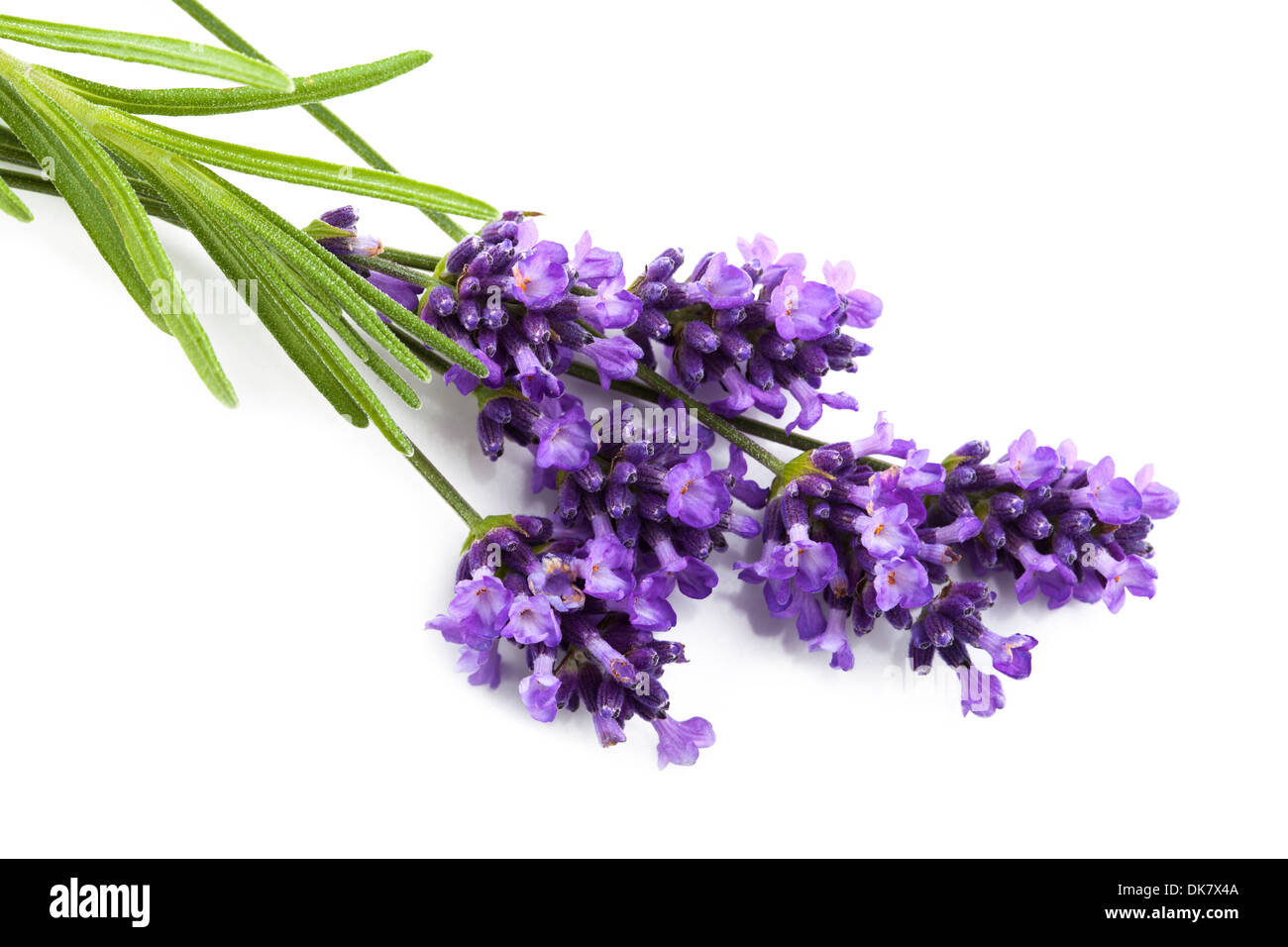 lavender flower isolated Stock Photo - Alamy
