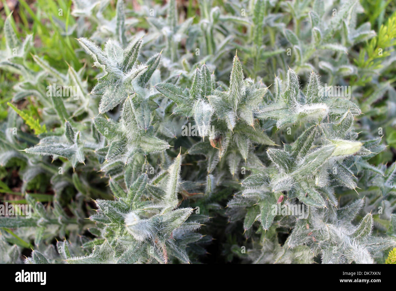 image of green vegetative background and texture Stock Photo - Alamy
