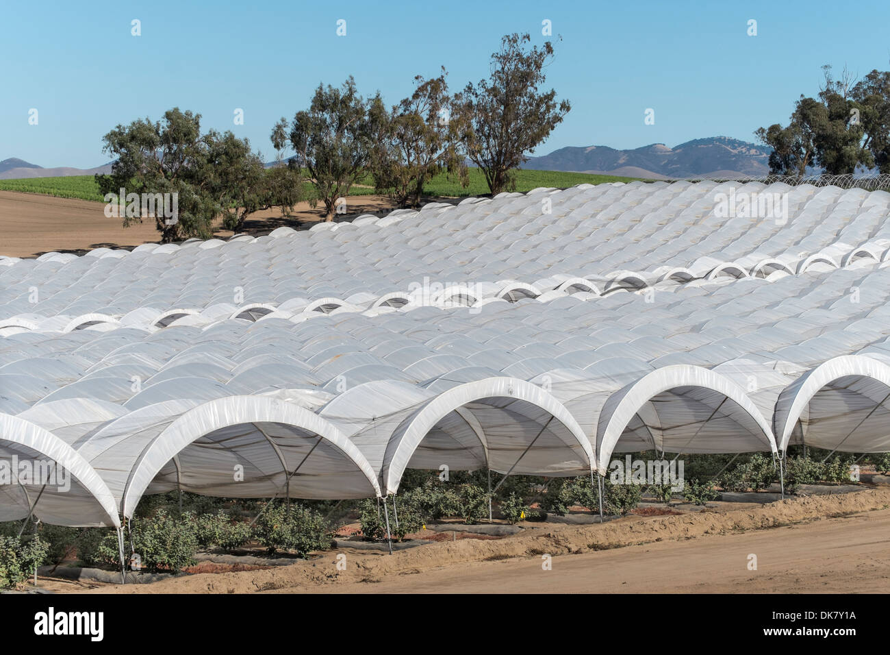 United States, California, Santa Maria, intensive market farming, blue ...