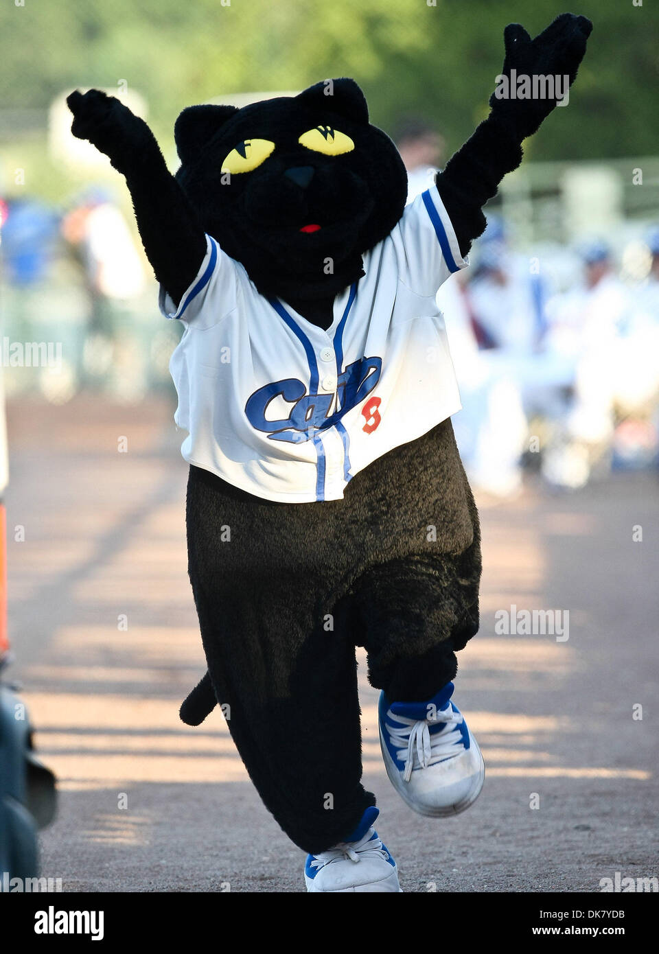 June 30, 2011 - Fort Worth, Texas, U.S - Fort Worth Cats mascot, Dodger ...