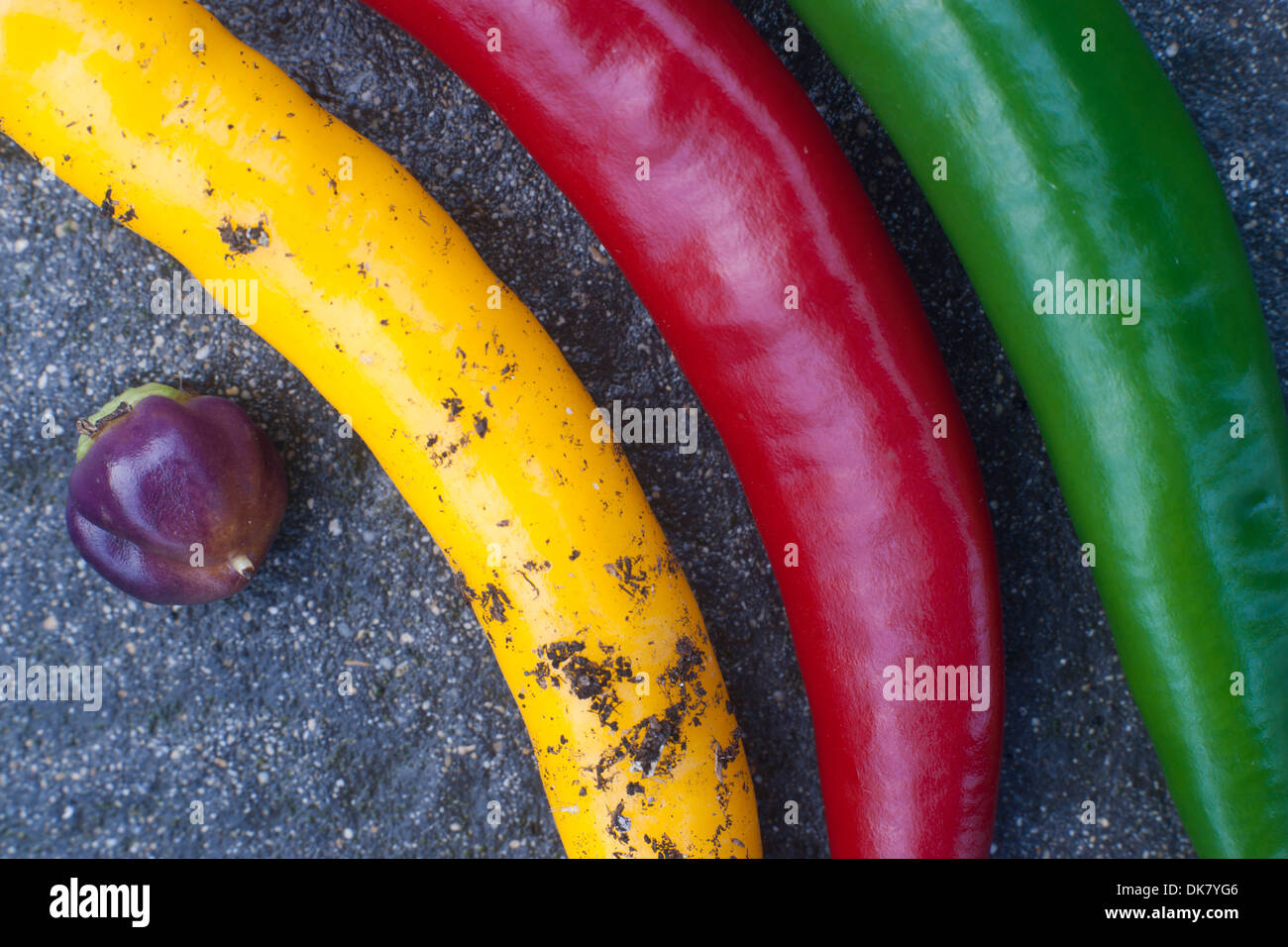 Chilli peppers of different shapes and colors on a slate background ...