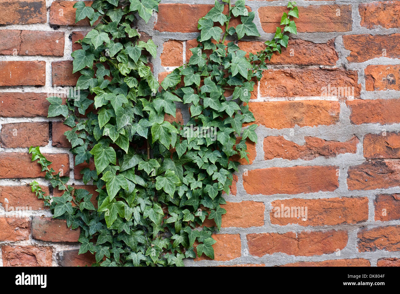 Ivy growing attractively on a wall of soft red Suffolk bricks Stock ...