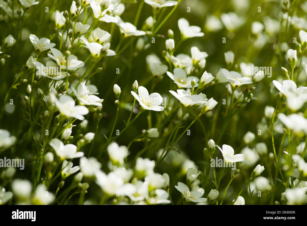 Flowers with stems hi-res stock photography and images - Alamy