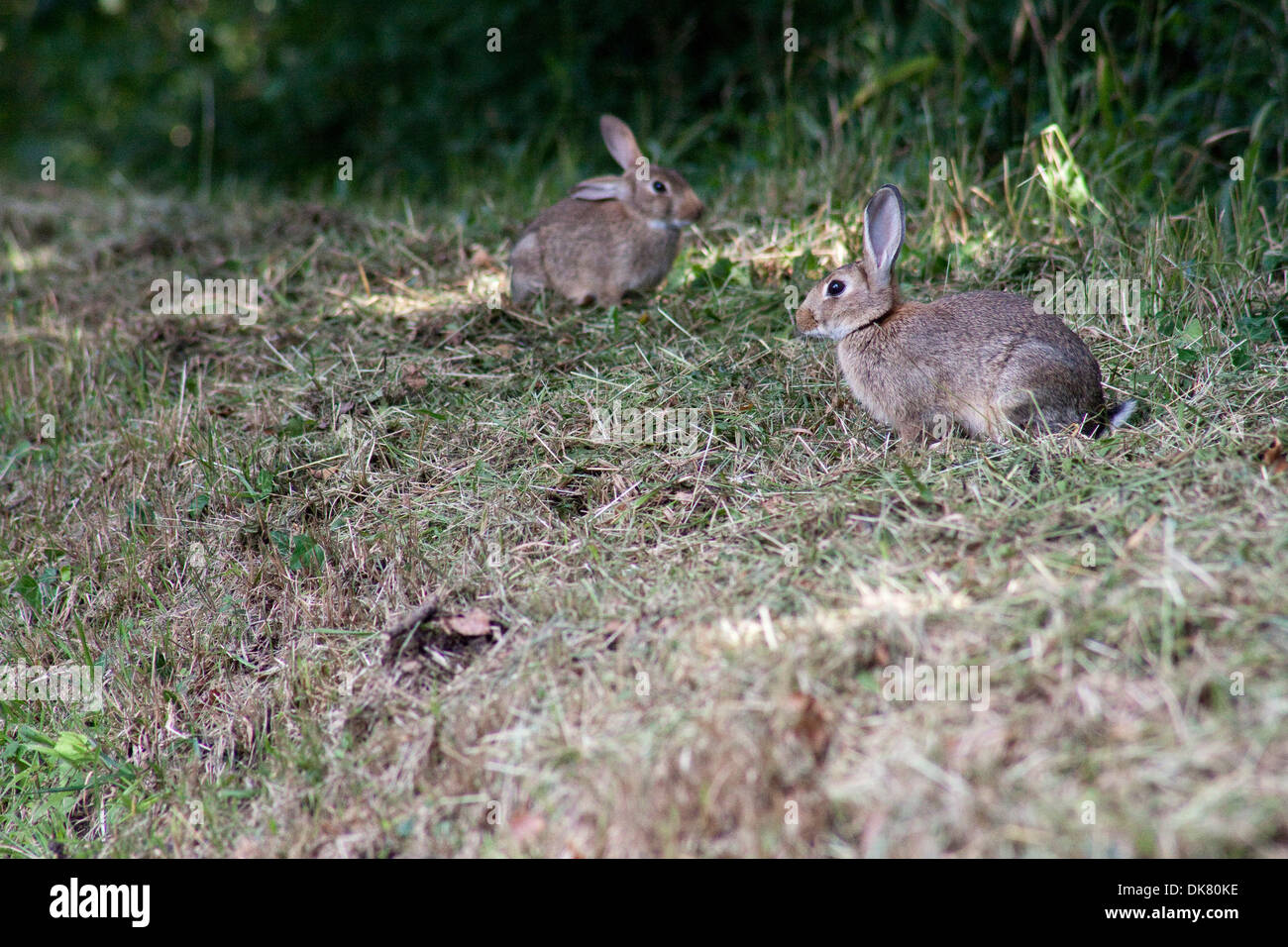 Mown verge hi-res stock photography and images - Alamy