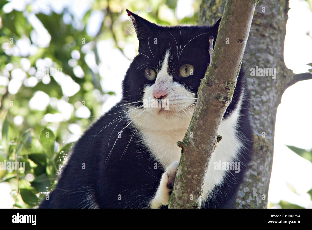 cat up a tree Stock Photo - Alamy