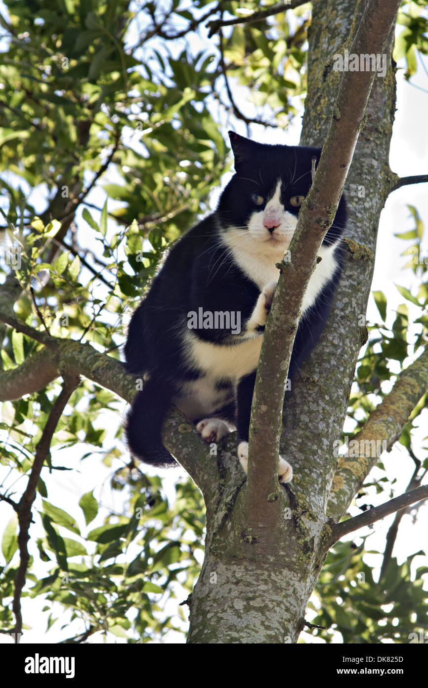 cat up a tree Stock Photo - Alamy