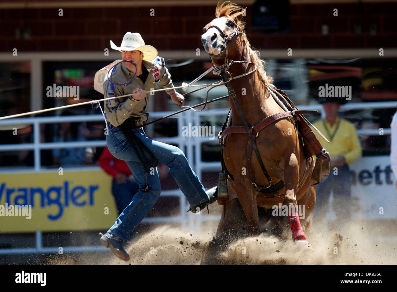 July 8, 2011 - Calgary, Alberta, Canada - Tie-down roper Shane Hanchey ...
