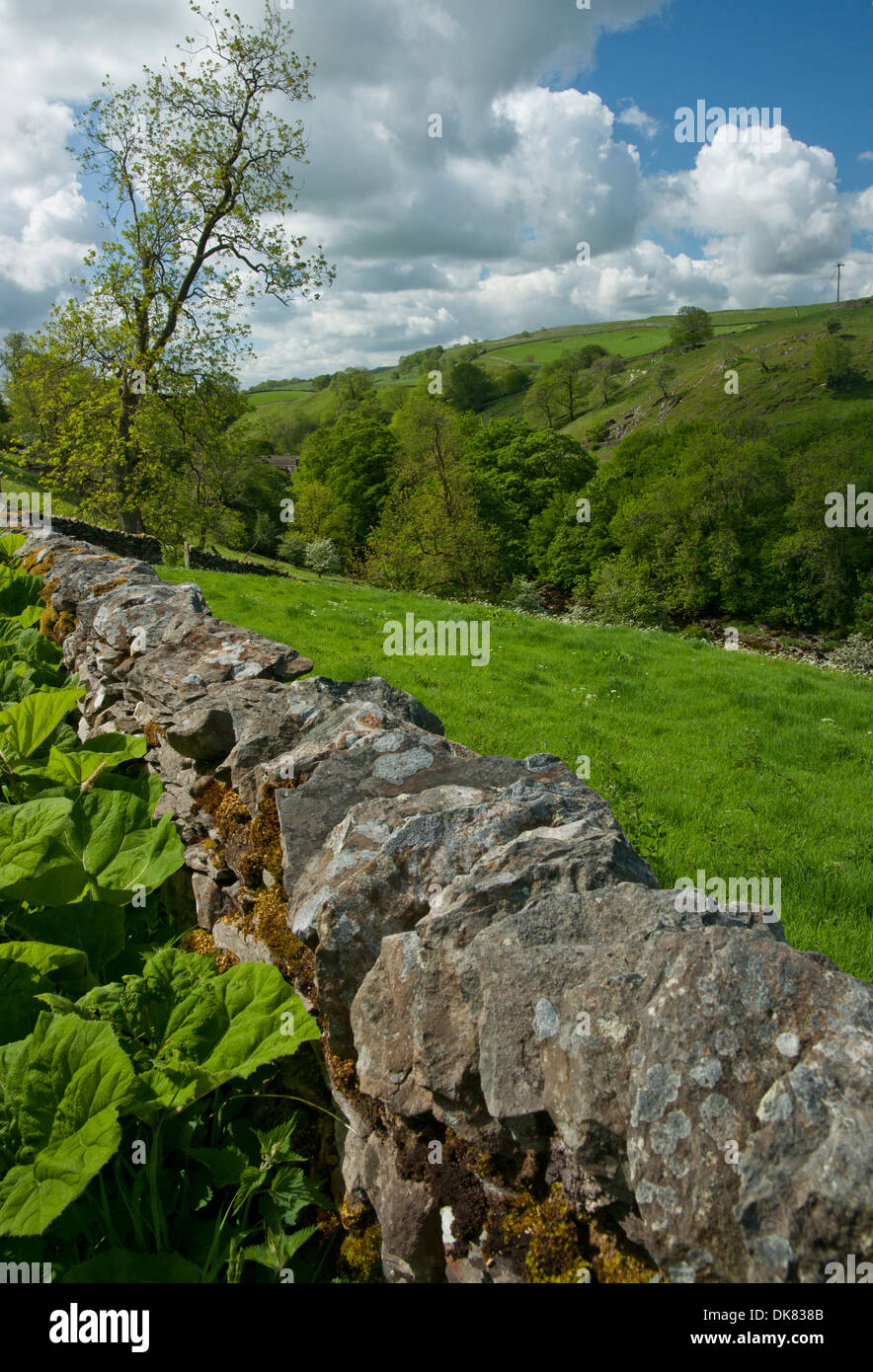 Dry stone wall and wild leafy plants recede into the distance to meet a ...