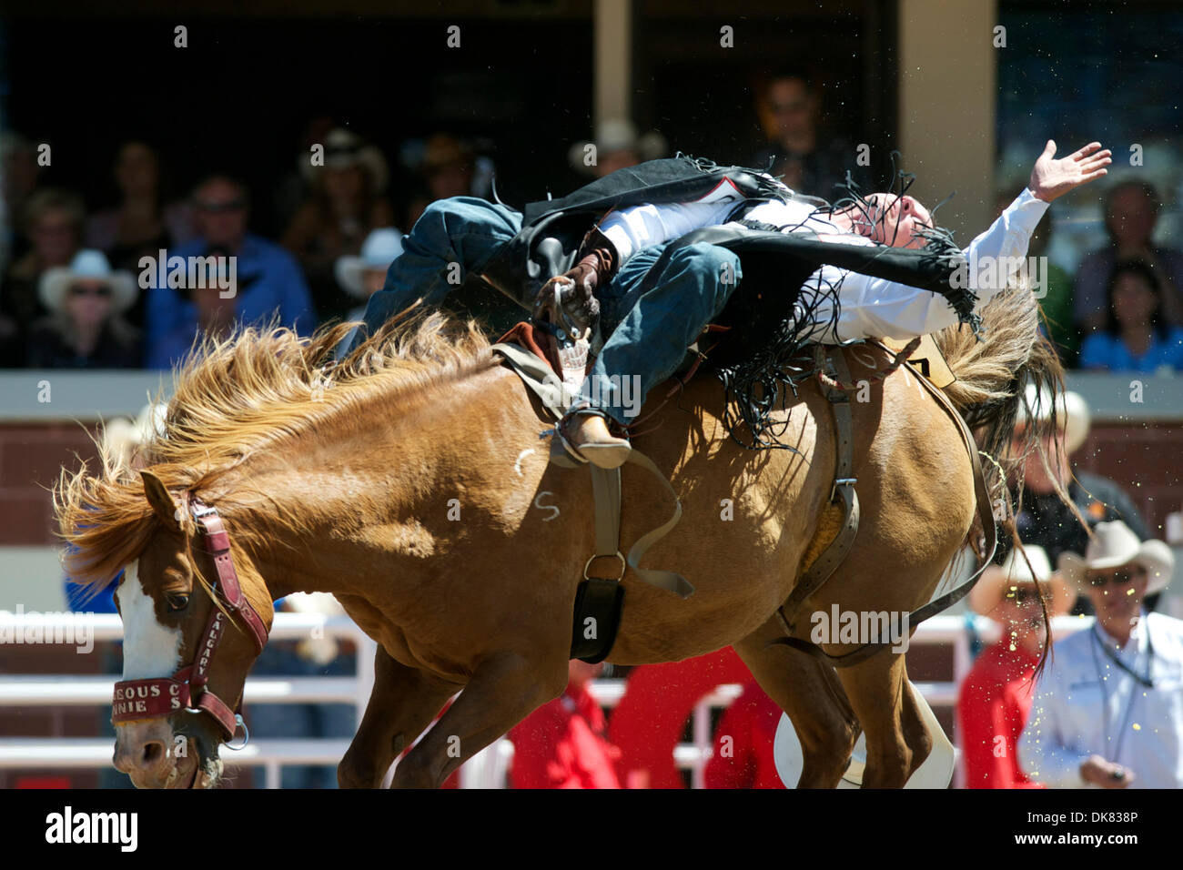 July 8, 2011 - Calgary, Alberta, Canada - Bareback rider Davey Shields ...