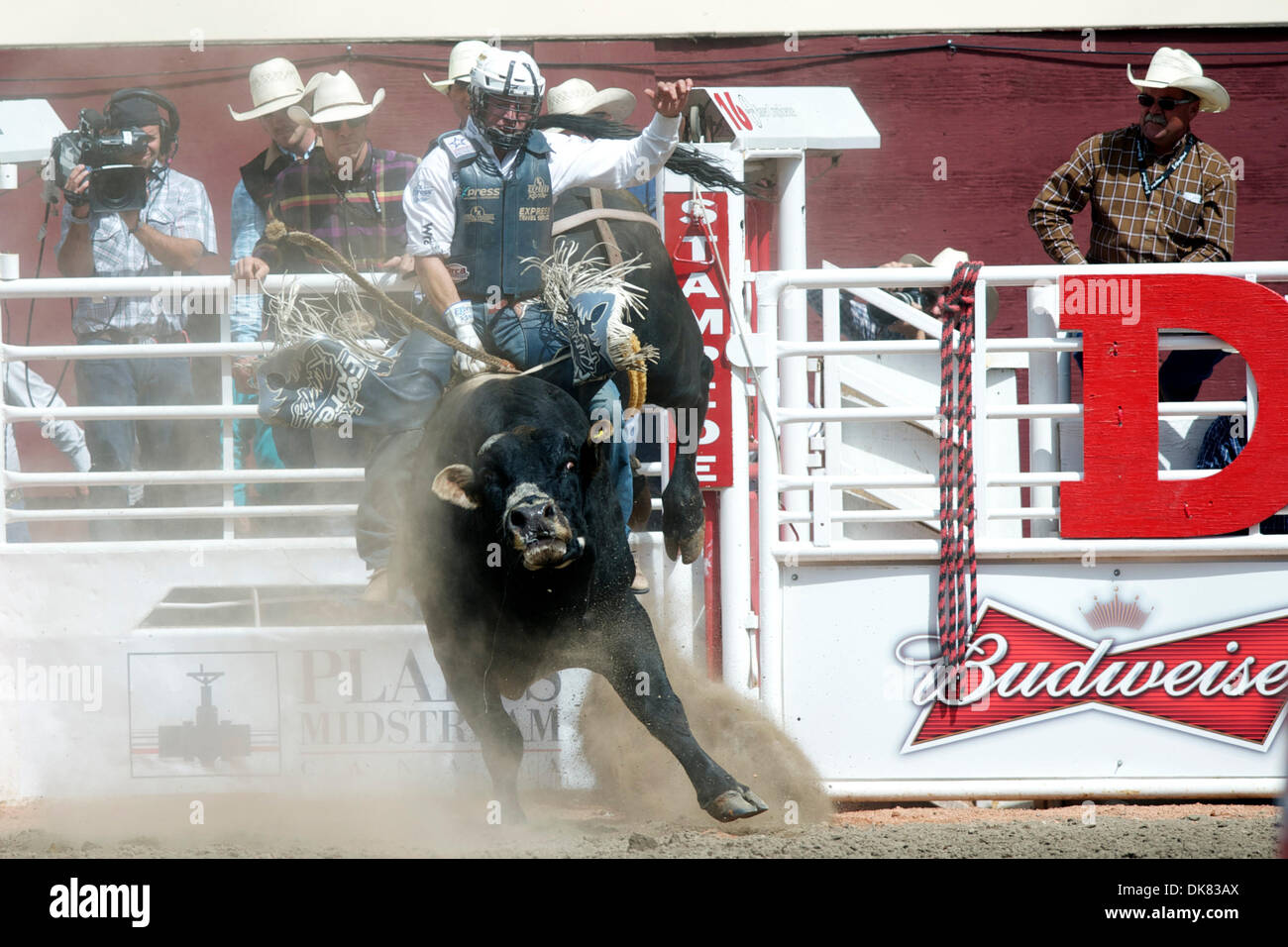 Bull rider at calgary stampede hi-res stock photography and images - Alamy