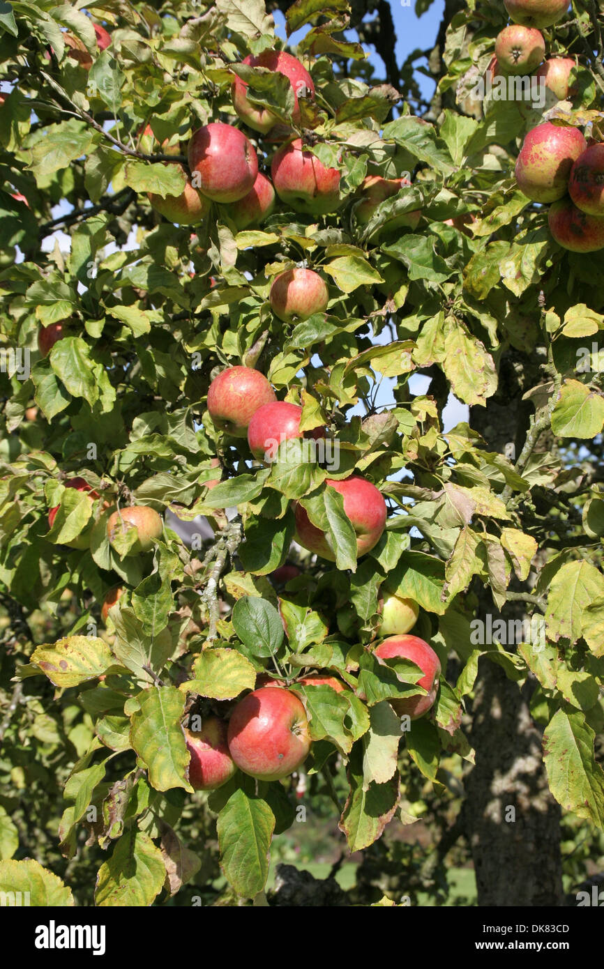 Powis castle nt hi-res stock photography and images - Alamy
