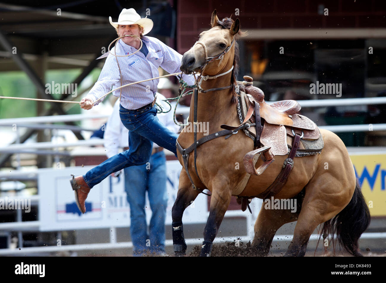 July 9, 2011 - Calgary, Alberta, Canada - Tie-down roper Clif Cooper of ...