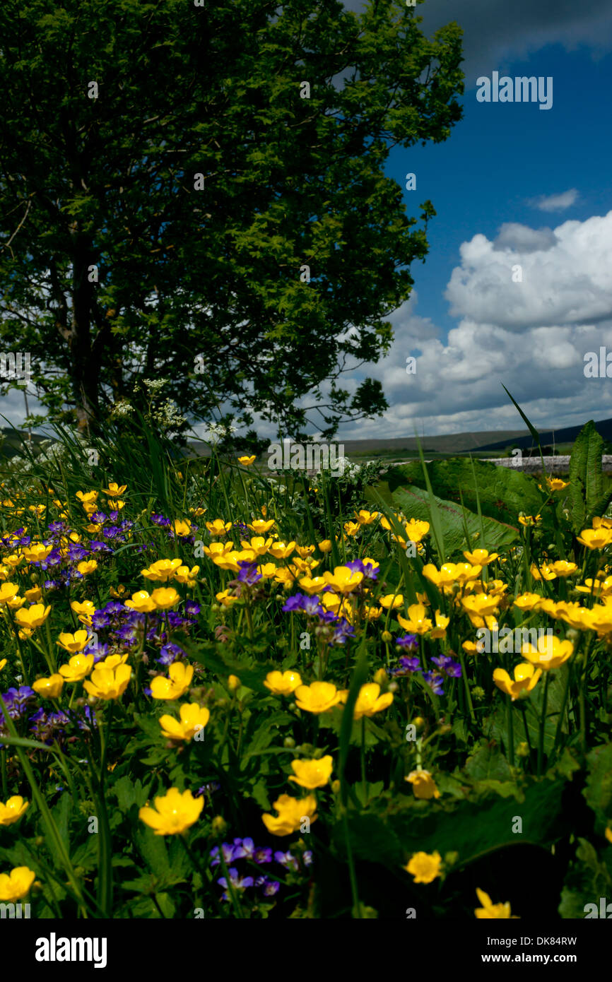 Spring flowers skies hi-res stock photography and images - Alamy