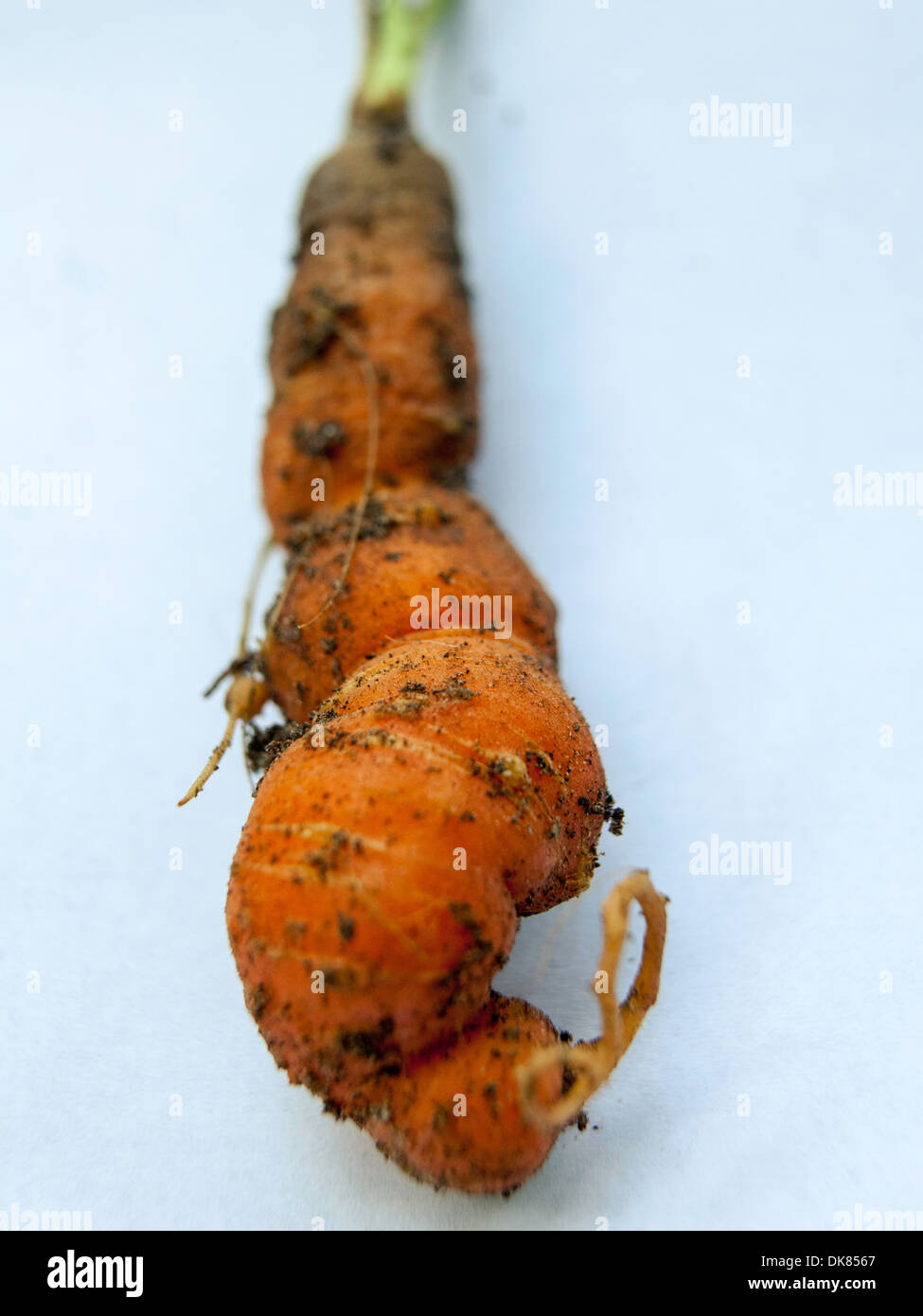 twisted imperfect bright orange carrot freshly pulled from organic ...
