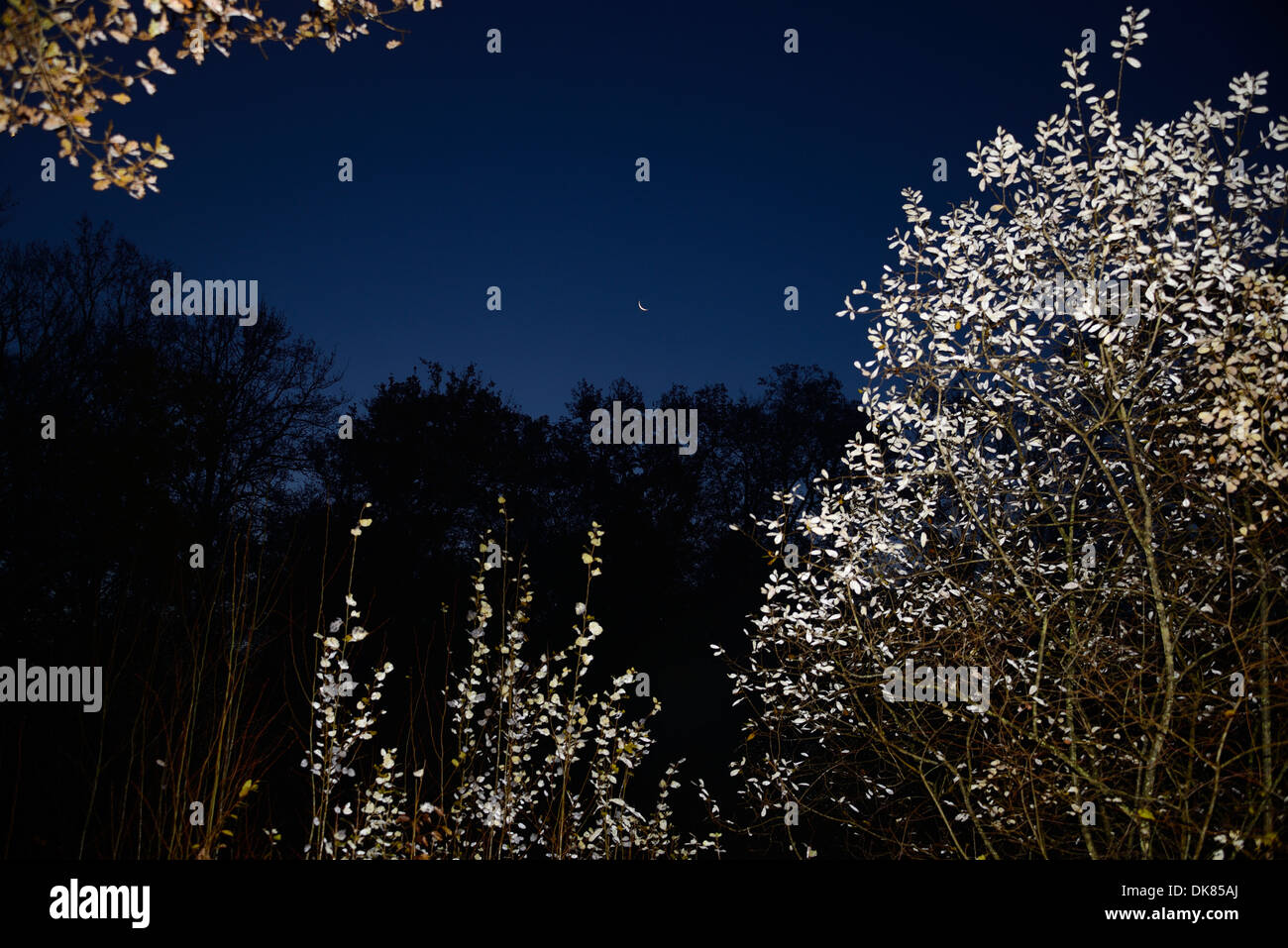 Dawny hi-res stock photography and images - Alamy