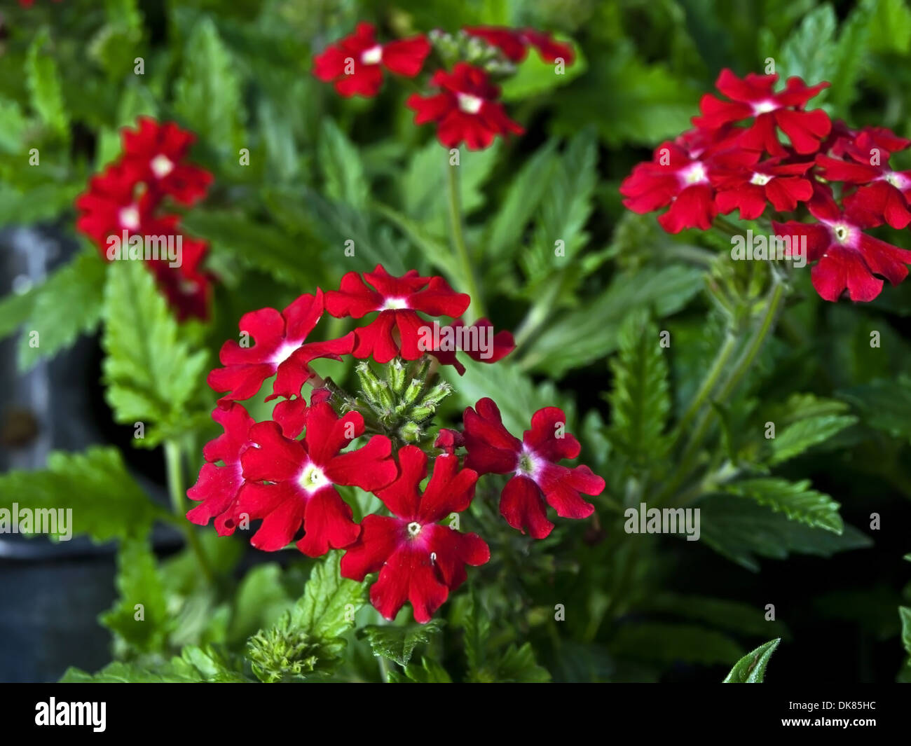 Verbena leaf hi-res stock photography and images - Alamy